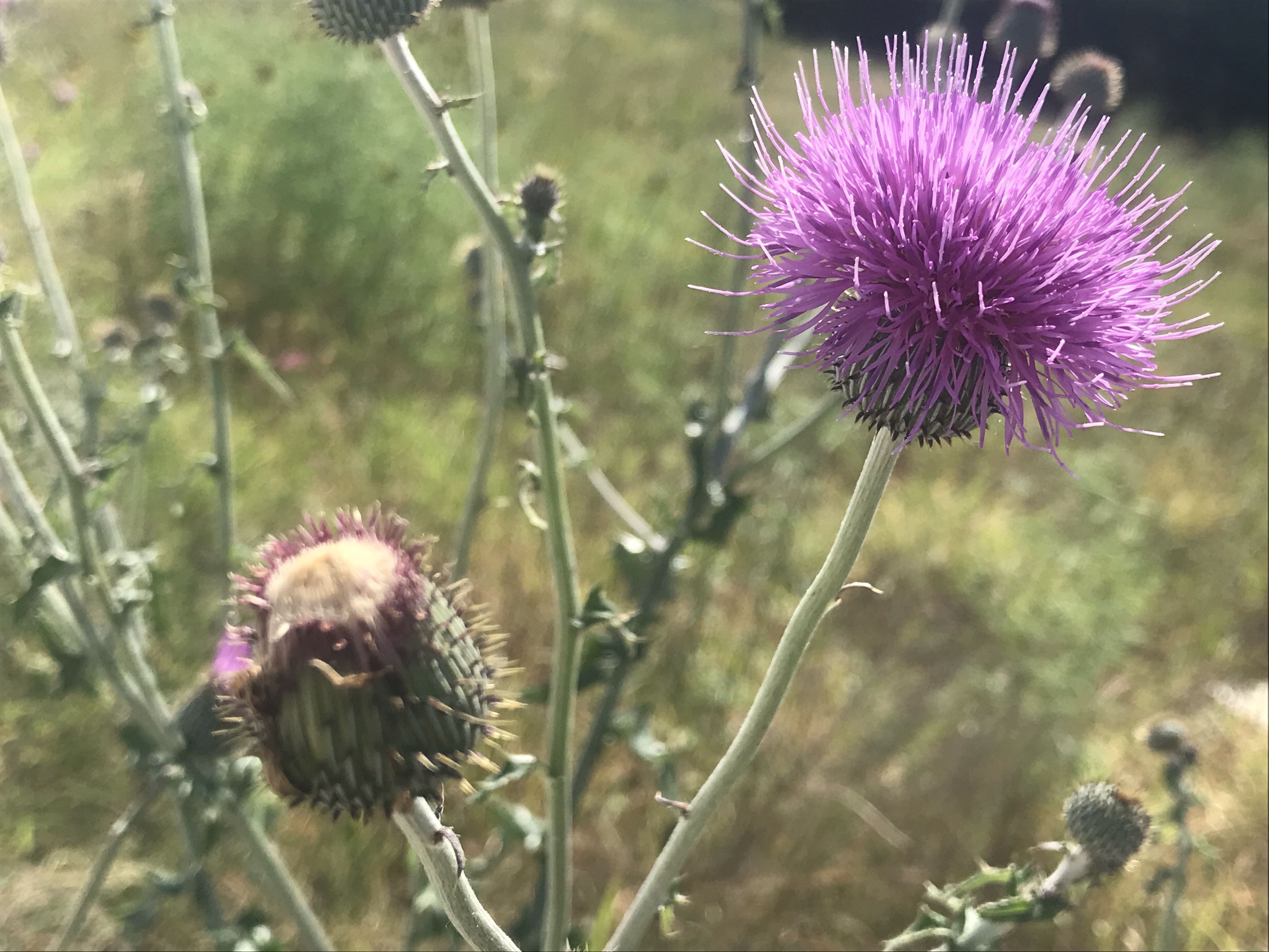 Why Do the Bloomin’ Flowers Get All the Attention? – Nerds Beget Nerds